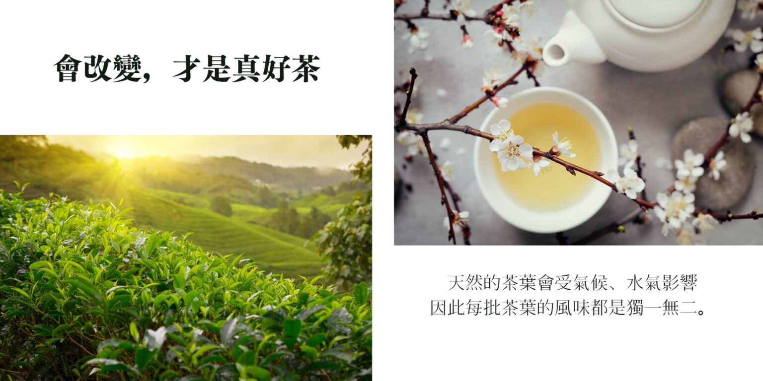 2025年梨山翠峰烏龍(上市最低價!!) - La Chummy 樂茶米 | 烏龍茶專賣