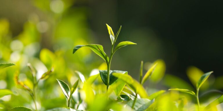 烏龍茶的風味與藝術：全面了解烏龍茶的世界 - La Chummy 樂茶米 | 烏龍茶專賣