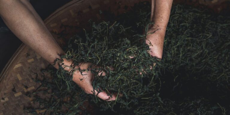 台灣烏龍茶常見名稱一次看懂!品種、種類總整理 - La Chummy 樂茶米 | 烏龍茶專賣