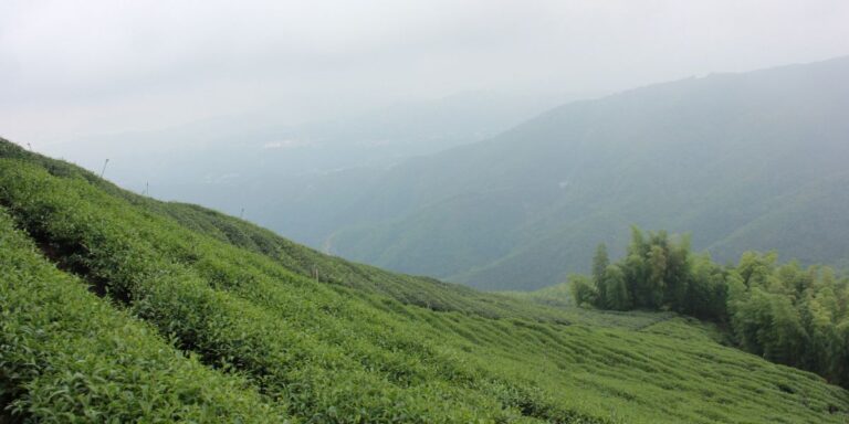 青心烏龍是什麼?一次瞭解台灣經典的茶樹品種風味特色 - La Chummy 樂茶米 | 烏龍茶專賣