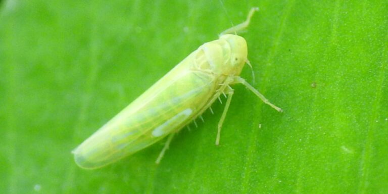 蜜香紅茶是什麼?品鑑獨特台灣蜜香紅茶的特有魅力 - La Chummy 樂茶米 | 烏龍茶專賣