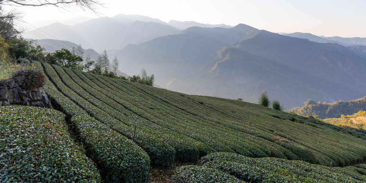 金萱是什麼茶?台灣特有的奶香品種 - La Chummy 樂茶米 | 烏龍茶專賣